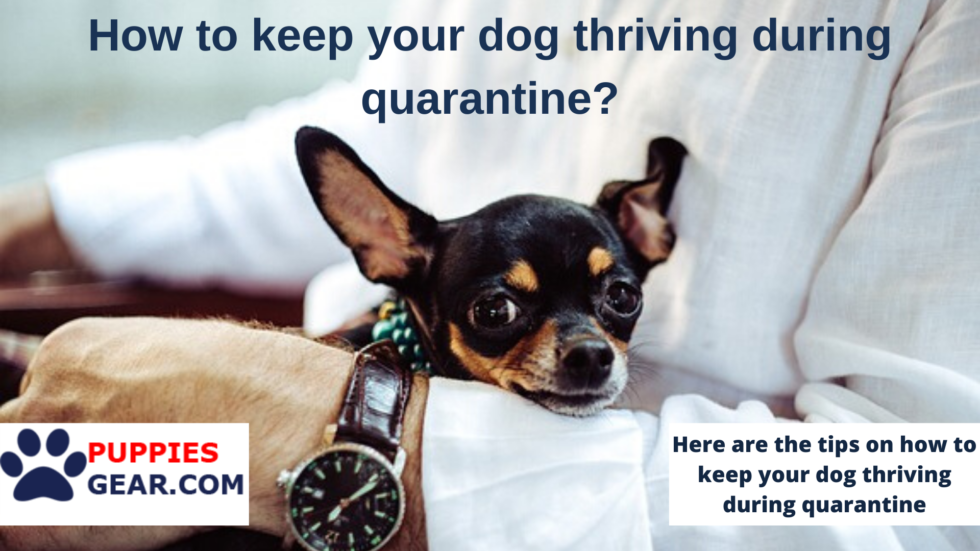 How to keep your dog thriving during quarantine? - Puppies Gear